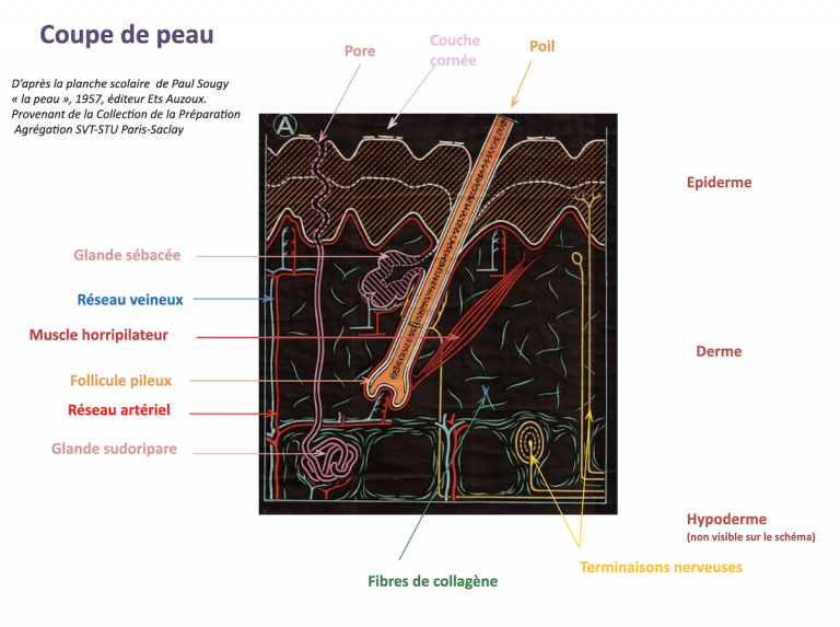 Les phanères – CollecSciences